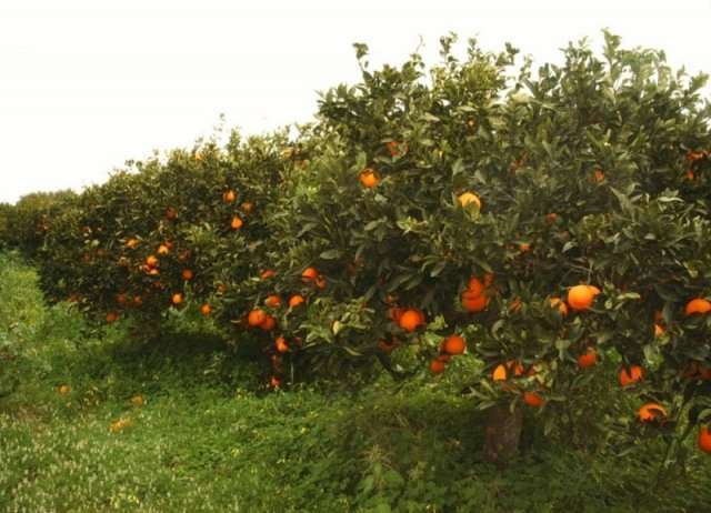 Le telecamere Rai di Linea Verde| tra gli agrumeti siciliani ...