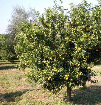 Al via bando da 7,5 milioni per ripristino agrumeti colpiti dal virus ...