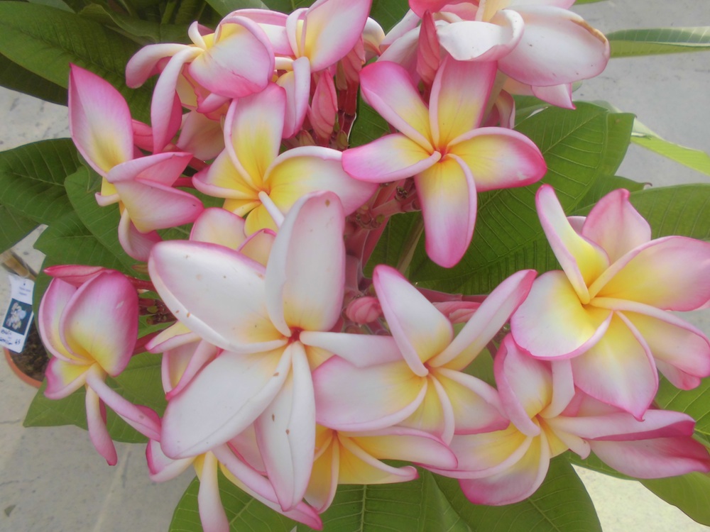 "La Zagara", piante rare in mostra| all'Orto botanico di Palermo ...