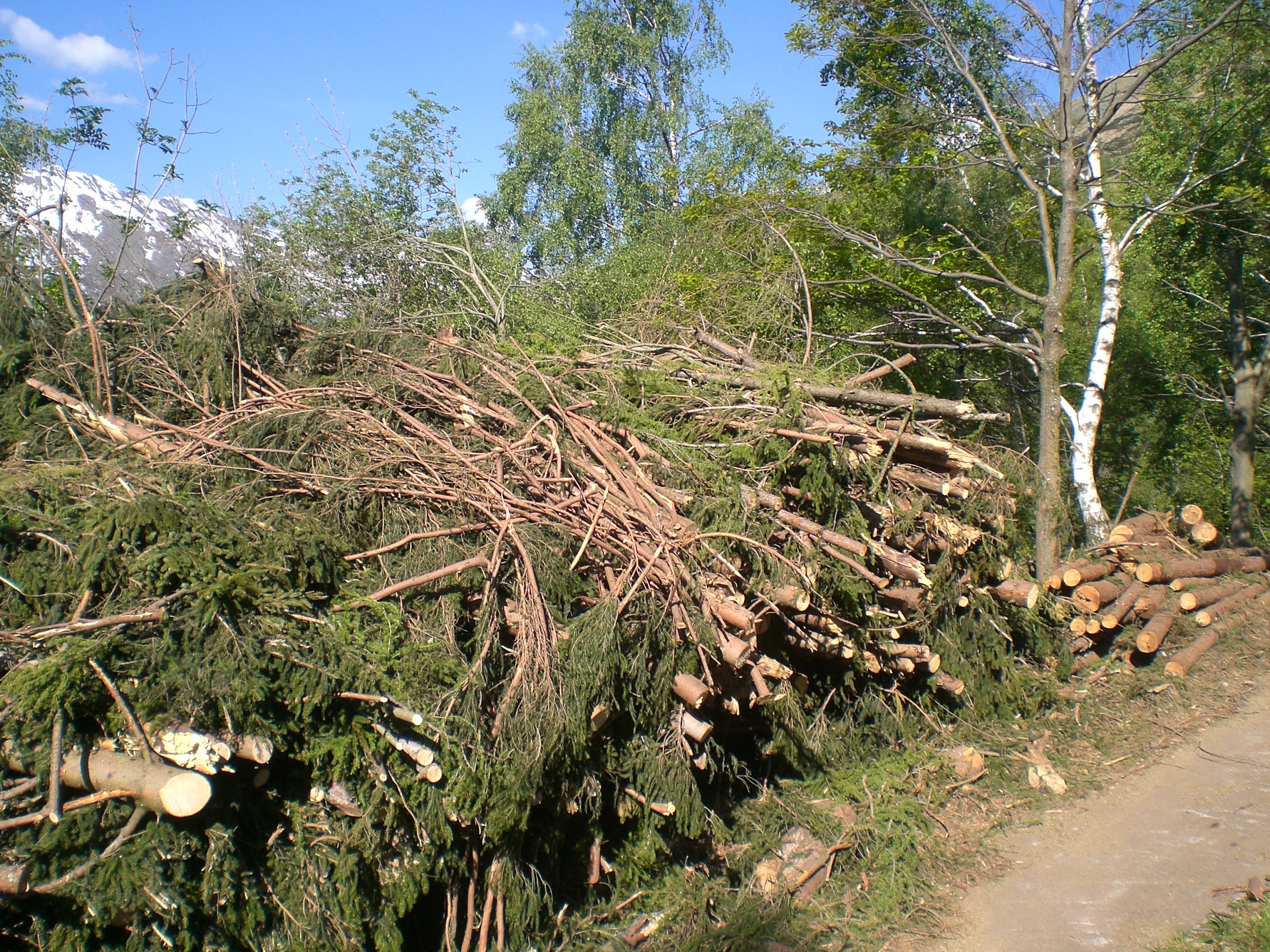 Smaltimento ramaglie, punti raccolta a Mondello e Sferracavallo ...