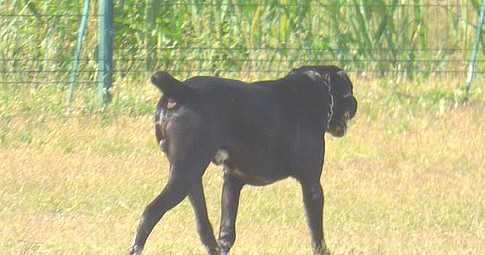 Cani con code e orecchie tagliate. Una condanna del Tribunale di ...