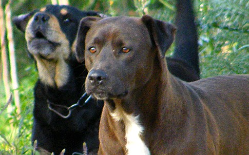 Oltre 850 esemplari di cani in gara alla Esposizione canina della ...