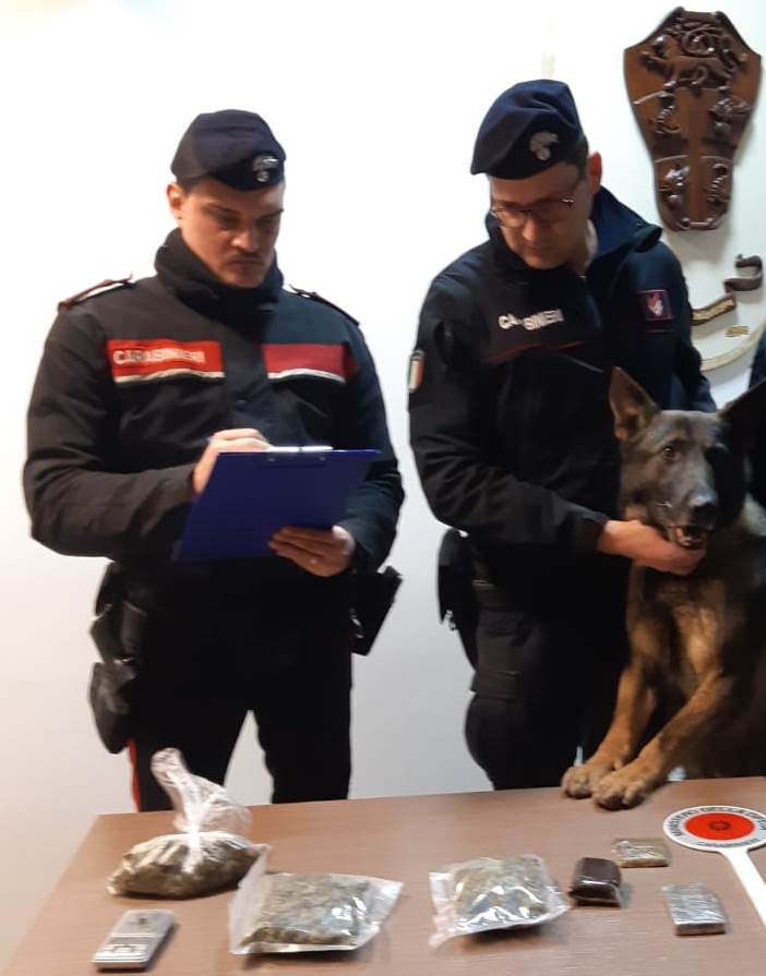 Il cane Ron scova la droga nascosta nella biancheria, arrestato un uomo ...