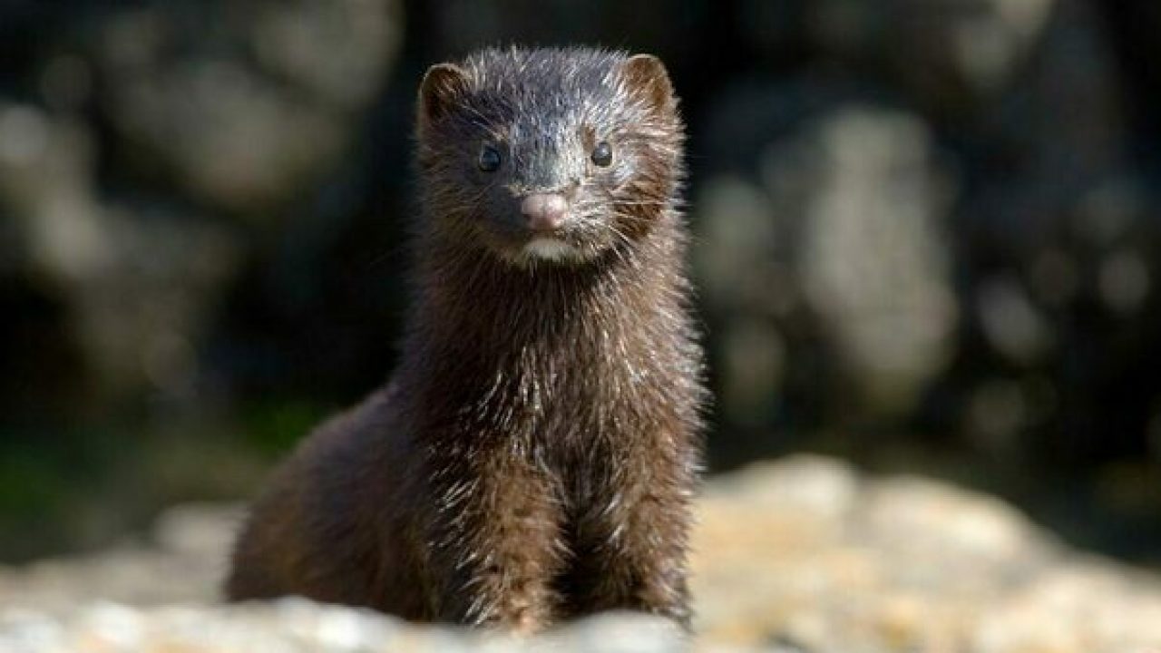 Visoni con il coronavirus mutato, Danimarca ne abbatte 15 milioni