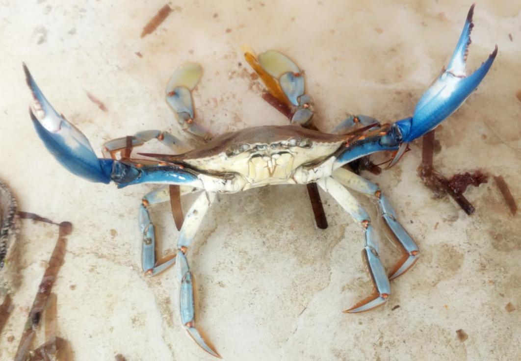 Invasione del granchio blu anche in Sicilia, danni alla pesca ...
