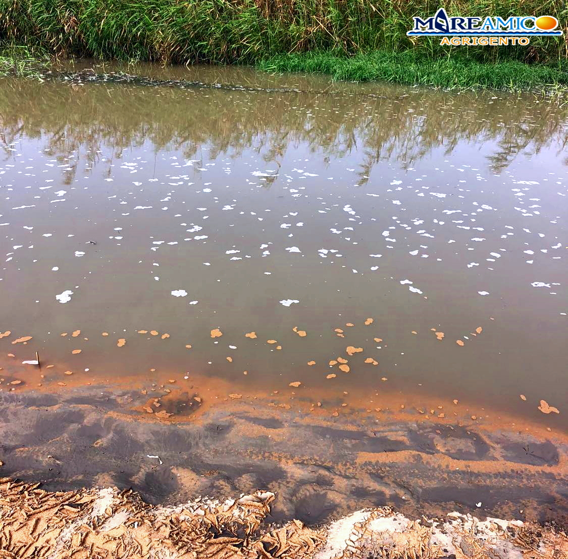 Il fiume Modione è inquinato, "Disastro ambientale a Selinunte" (FOTO e ...