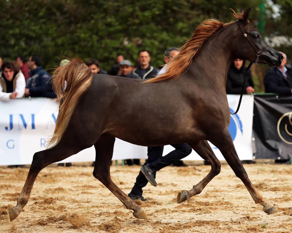 La Fiera Mediterranea del cavallo a Palermo, sport equestri, spettacoli ...