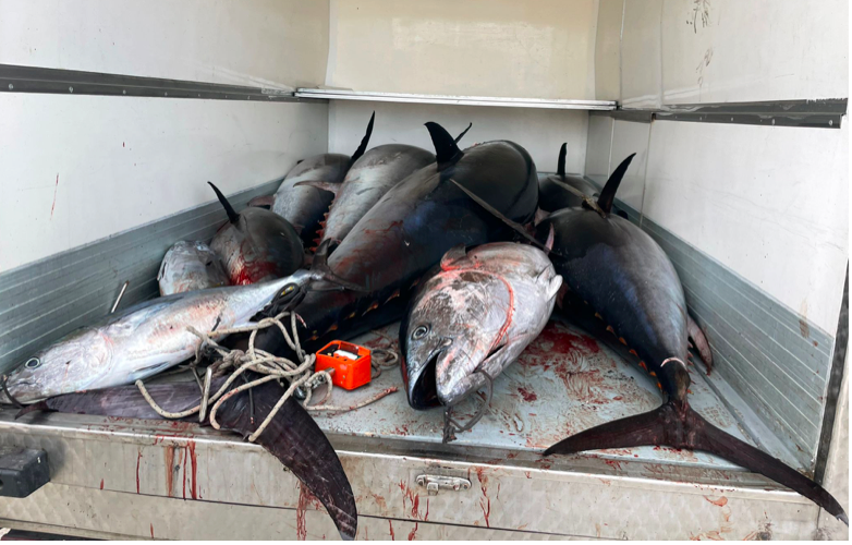 Sequestrati 1500 chili di tonno rosso in Sicilia, multe di oltre 2600 ...
