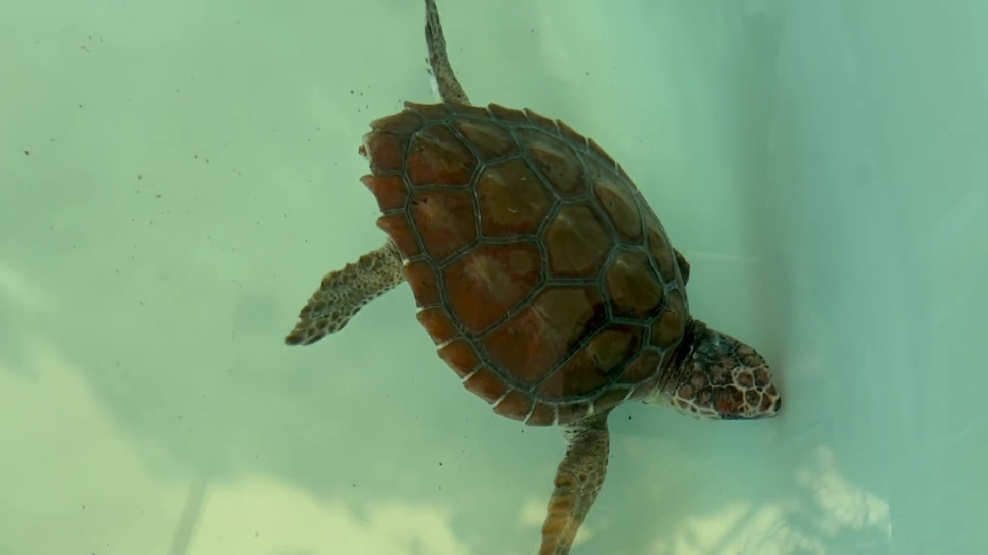 Giornata degli Oceani, torna in mare la piccola tartaruga Gui ...