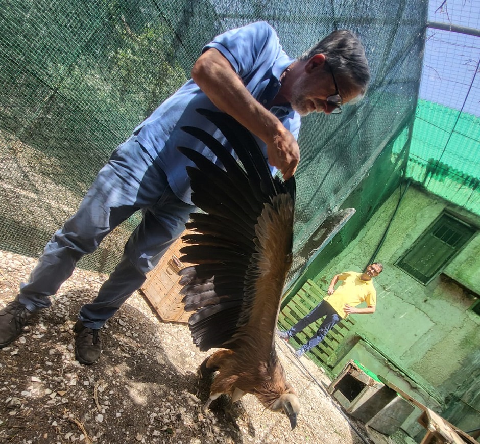 Recuperato e curato grifone nel parco dei Nebrodi - BlogSicilia ...