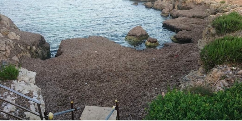 Spiaggetta di Ognina inaccessibile per le alghe, allarme a Fontane Bianche