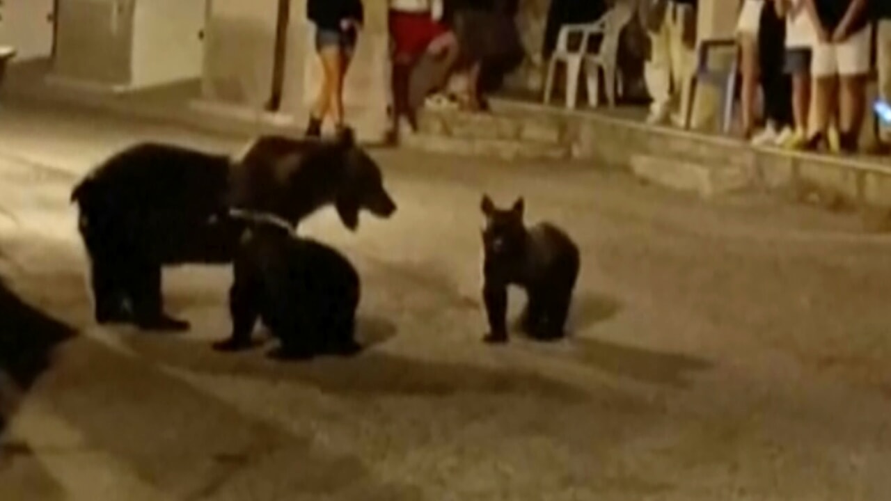 Amarena, i due cuccioli di orso stanno bene