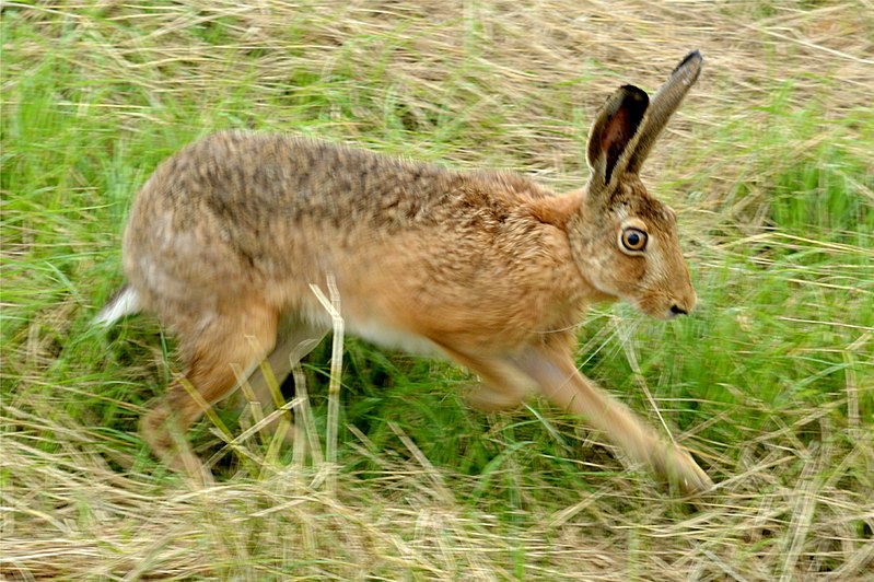 "Scandaloso il decreto in Sicilia per la caccia alla lepre", il Wwf ...