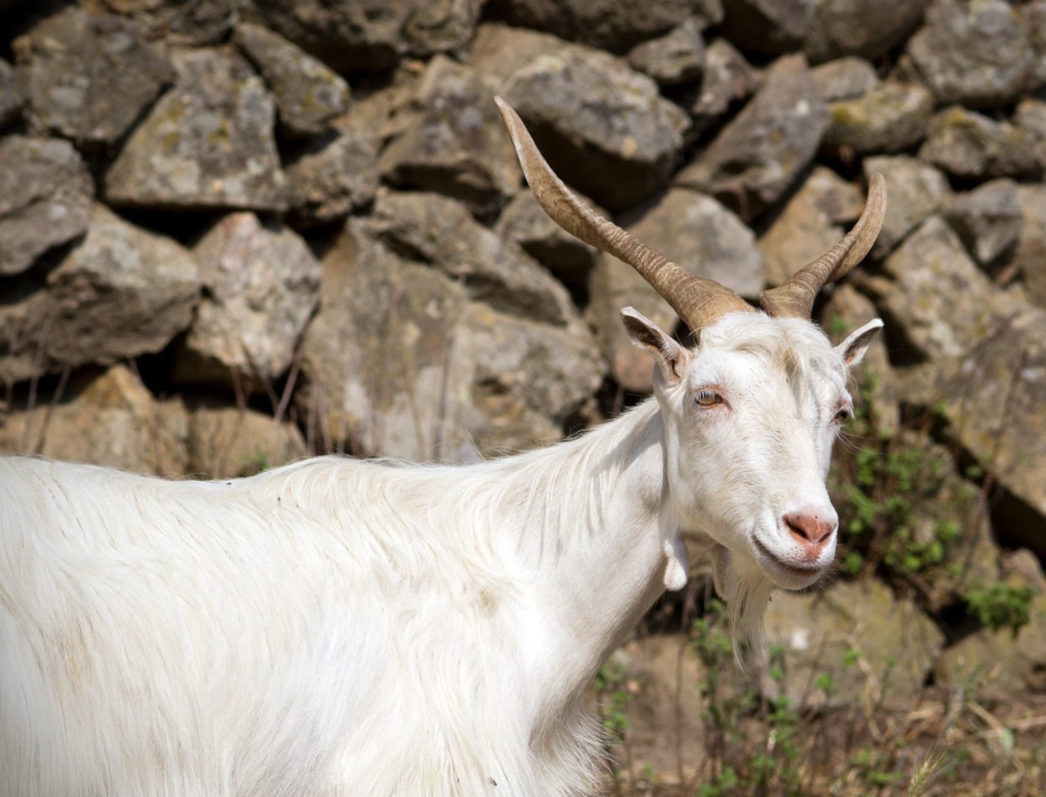 Troppe capre selvatiche ad Alicudi, inizia il piano di controllo ...