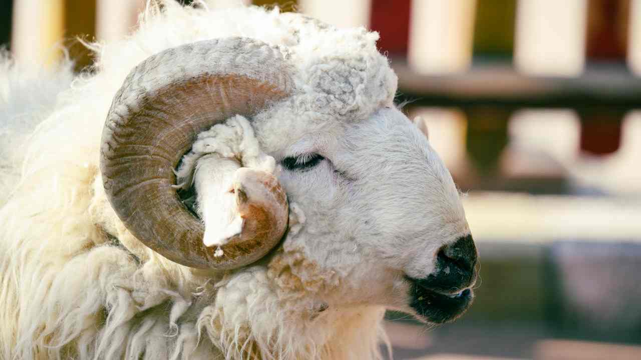 Donna di 77 anni uccisa da un montone nel giardino di casa