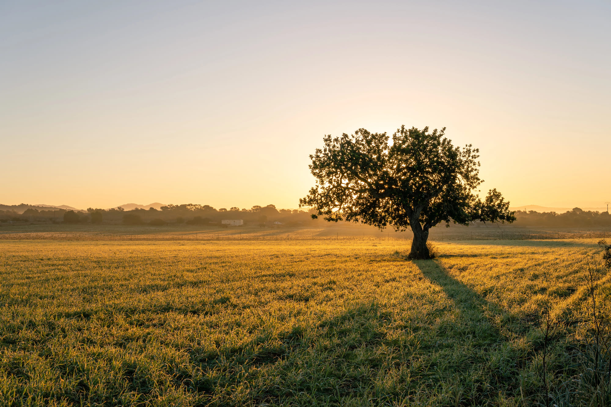 Alessandro Hoffmann presenta il nuovo libro "L’albero di carrubo ...