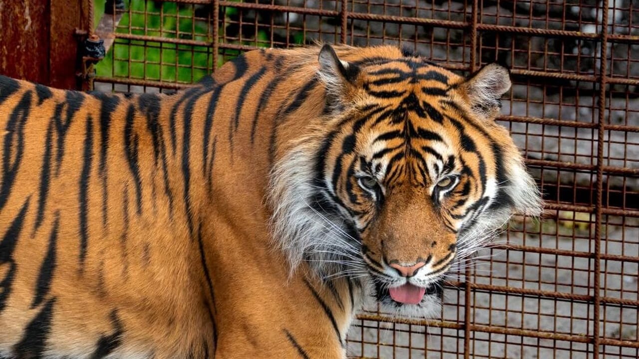 Zoo chiede di donare animali domestici per nutrire leoni e tigri